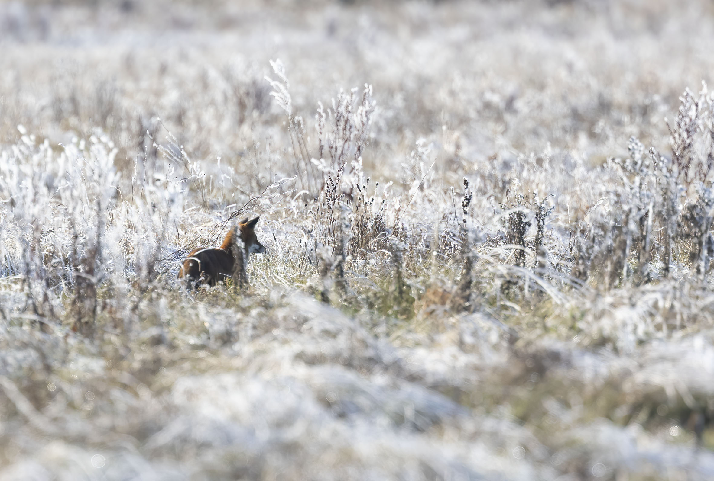 The Wrendale Wildlife Watch: December on the farm